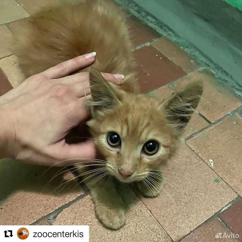 Персиковая ласковая малышка из подъезда в добр рук