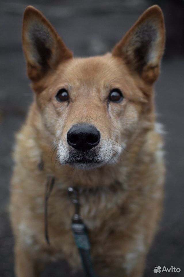 Ласковая Дина ищет добрую семью