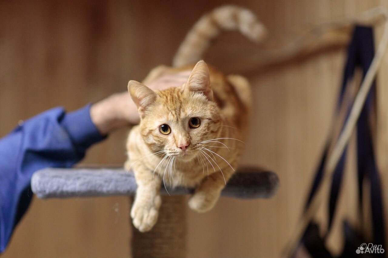 Отдаю котика Катю в добрые руки