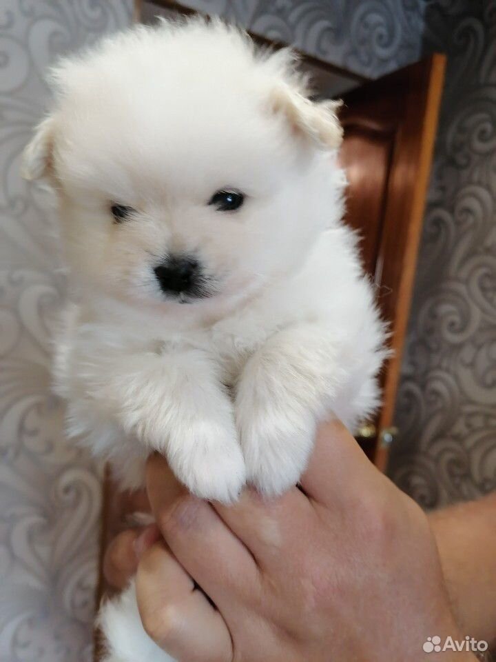 Помиранский шпиц