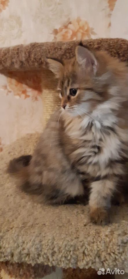 Сибирские котята