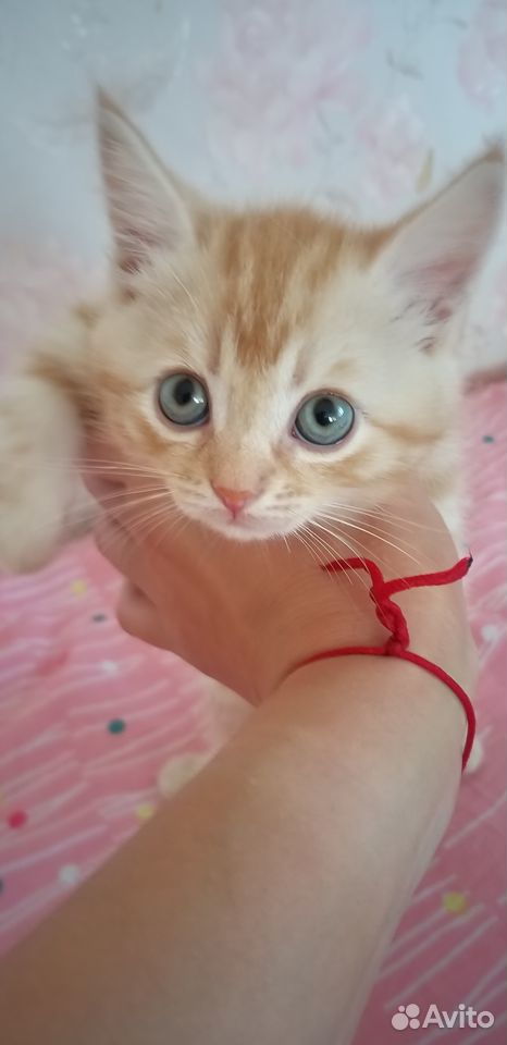 Котики мальчишки метисы британцев