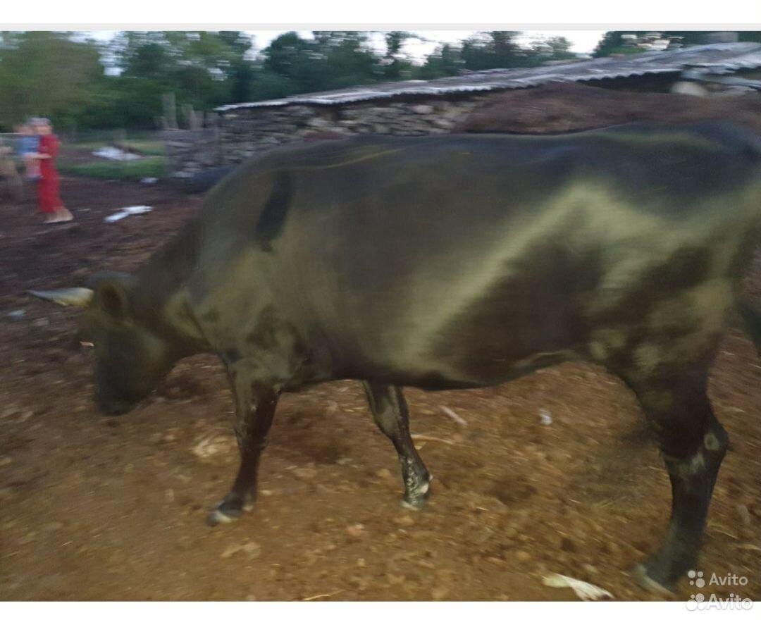 Продаются бычки 1,5 года