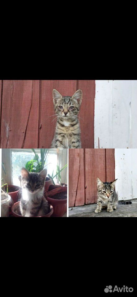 Отдаю котят две девочки и мальчик в добрые руки бе