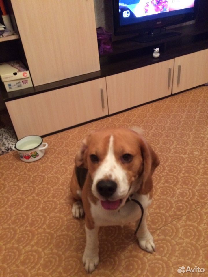 Найден кобель Бигль