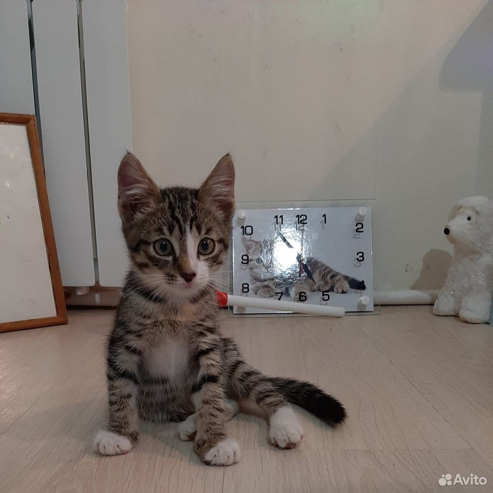 Котенок