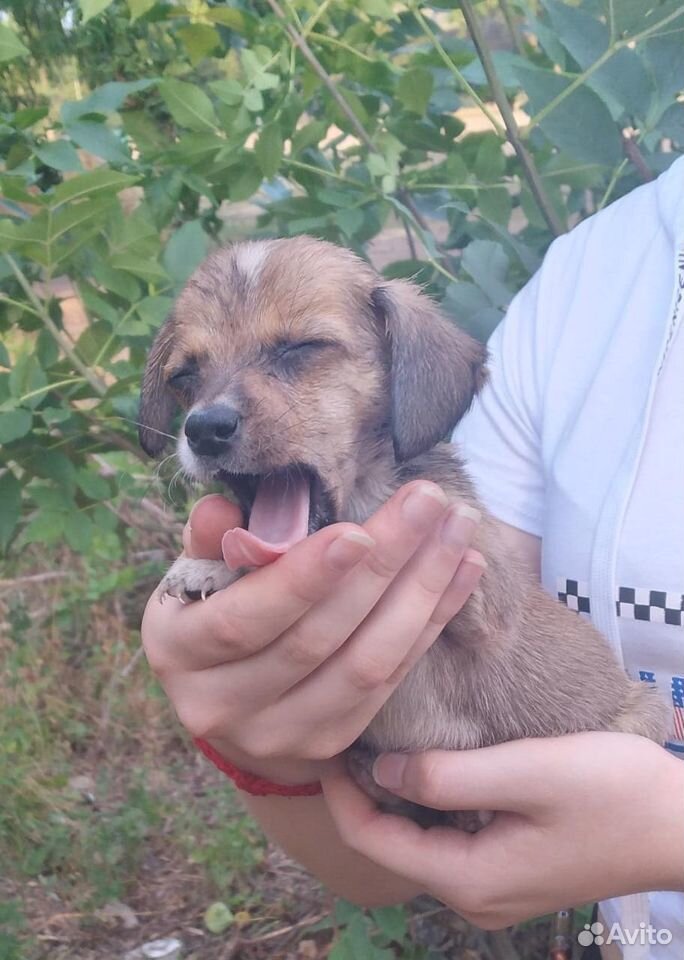 Щенок кнопочка