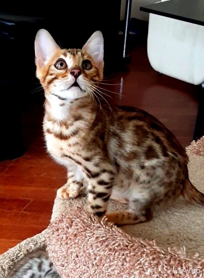 Бенгальские котята Девочки и мальчики