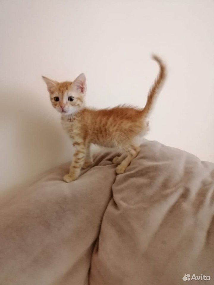 Рыжий котёнок (мальчик, вырастит роскошный тигр)