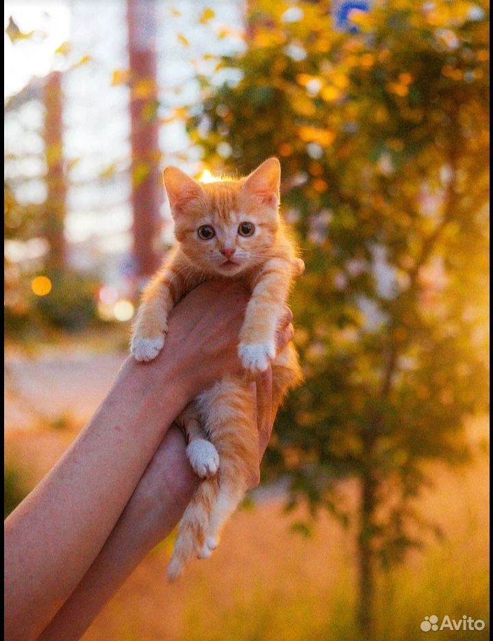 Солнечный котенок Геля ищет добрые руки