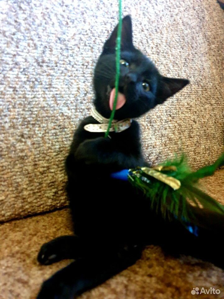 Жгучая брюнетка в активном поиске