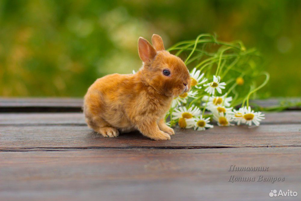 Карликовый кролик сатиновый рекс львиноголовый