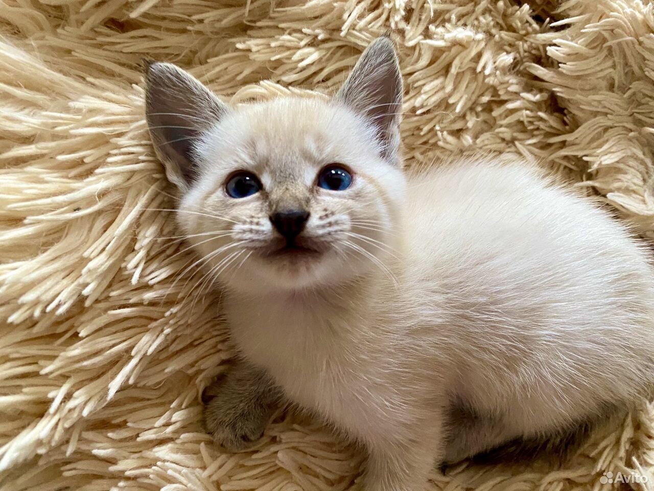 Котёнок тайской кошки