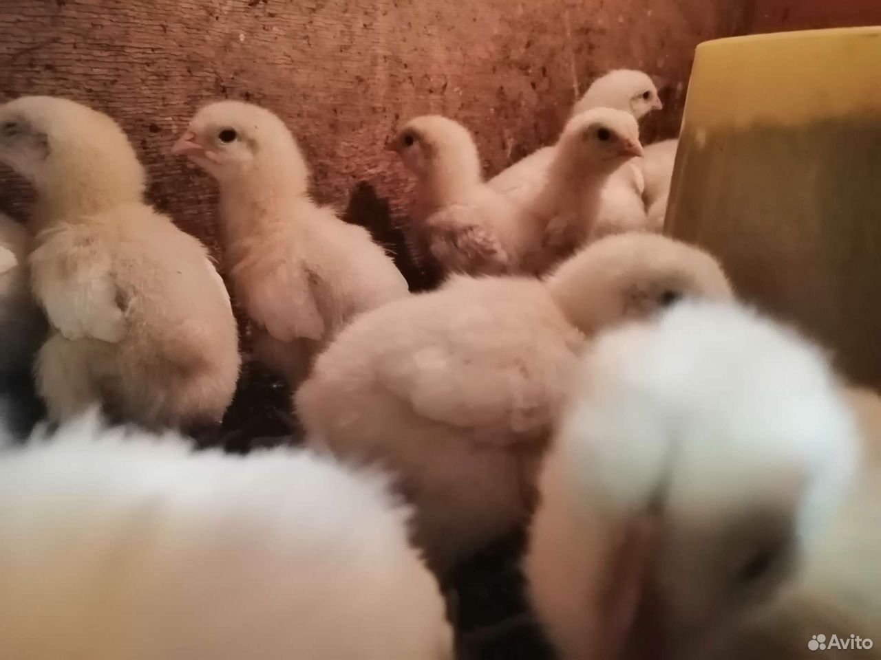 Цыплята Кобб 500