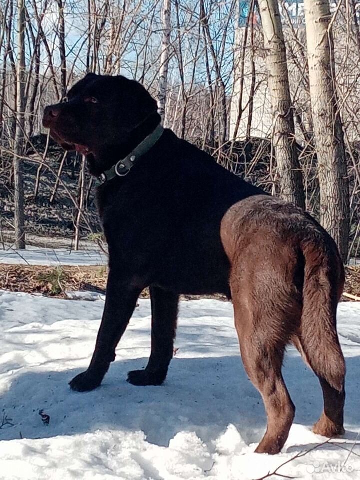 Кобель лабрадор ищет подружку для вязки