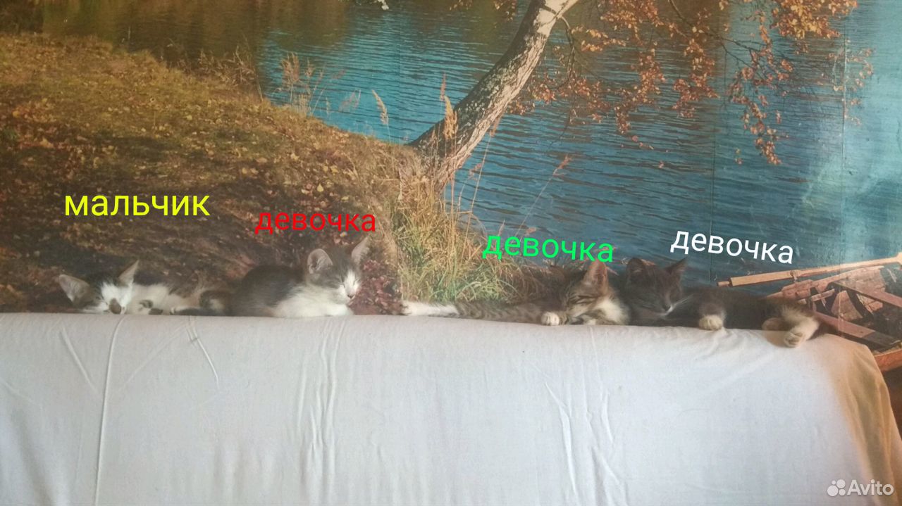 Отдам 4х всадников апокалипсиса