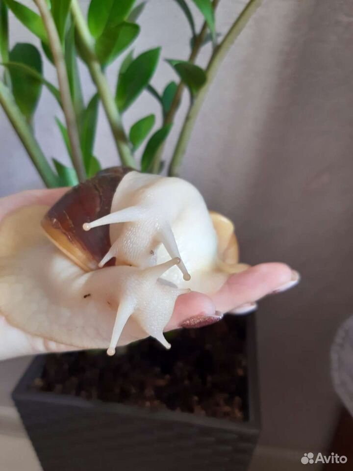 Улитки Ахатины