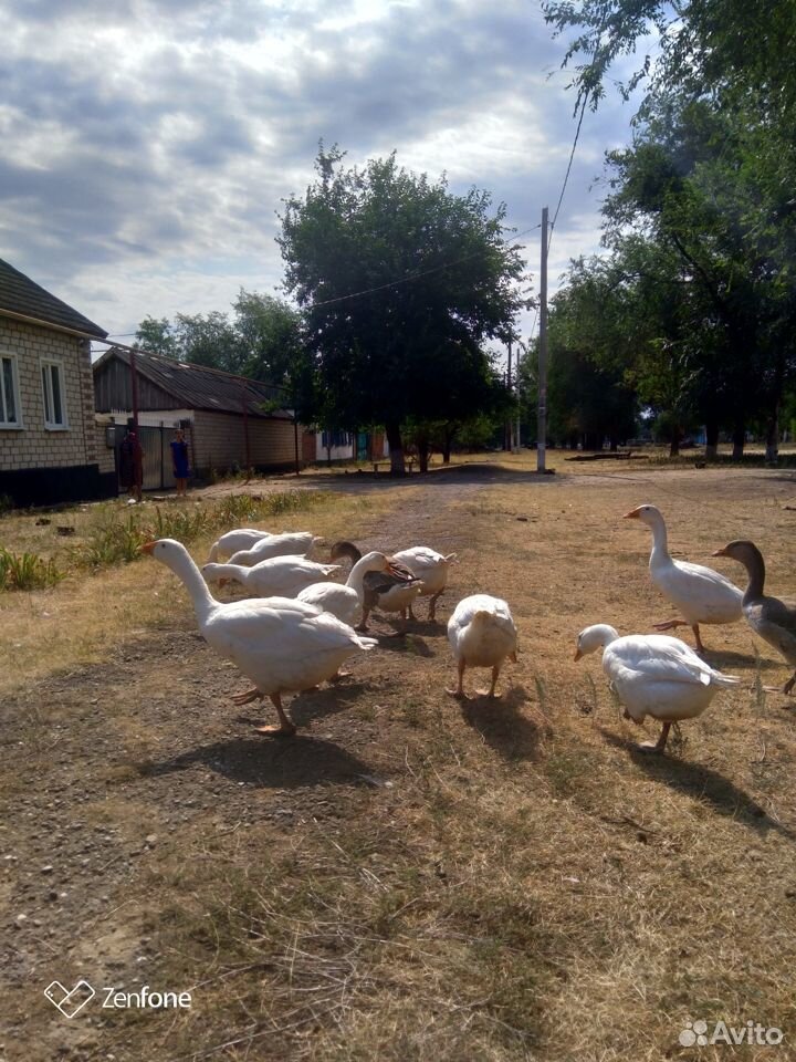 Гуси продаю
