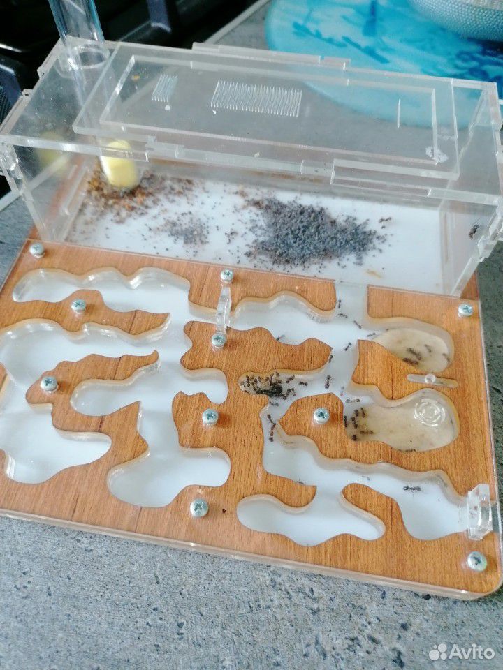 Муравийная ферма