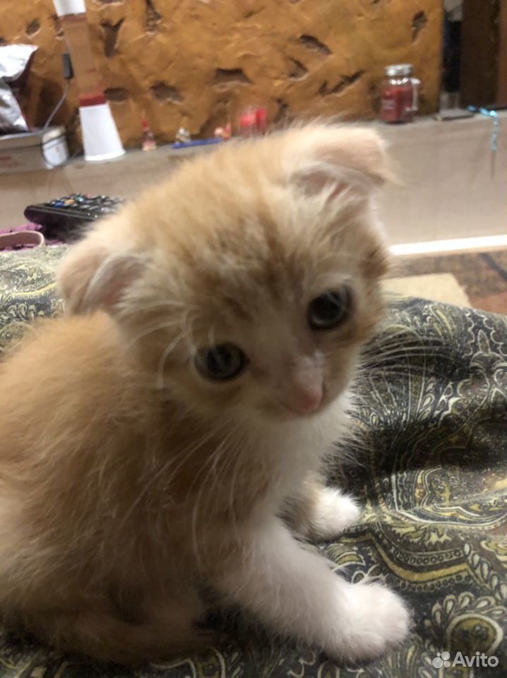 Котёнок британский веслоухий