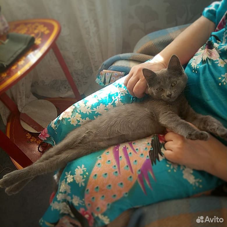 Котенок от русской голубой Нибелунг