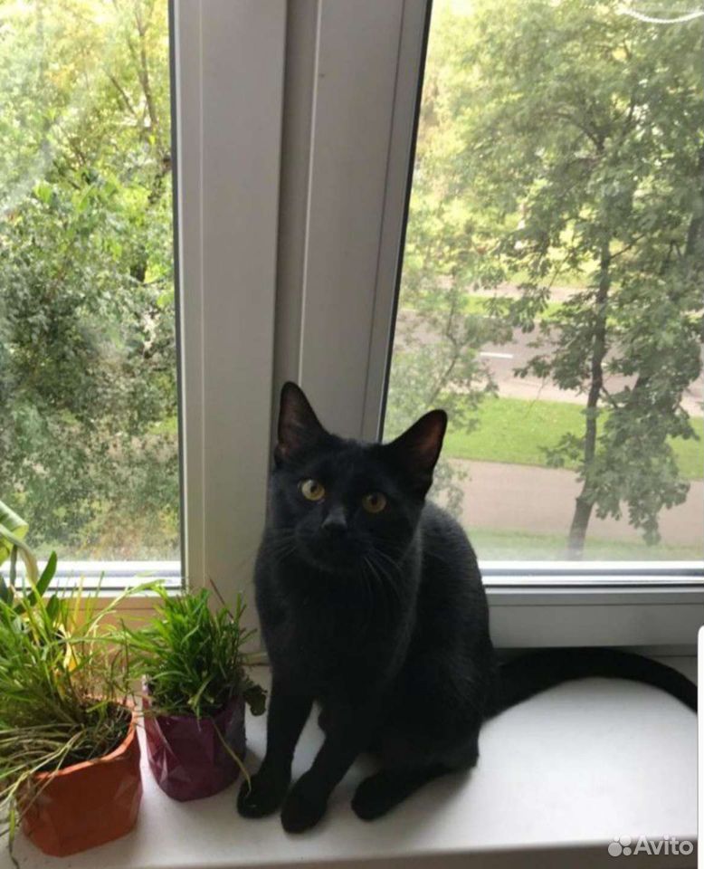 Продам кота смесь с бомбейским