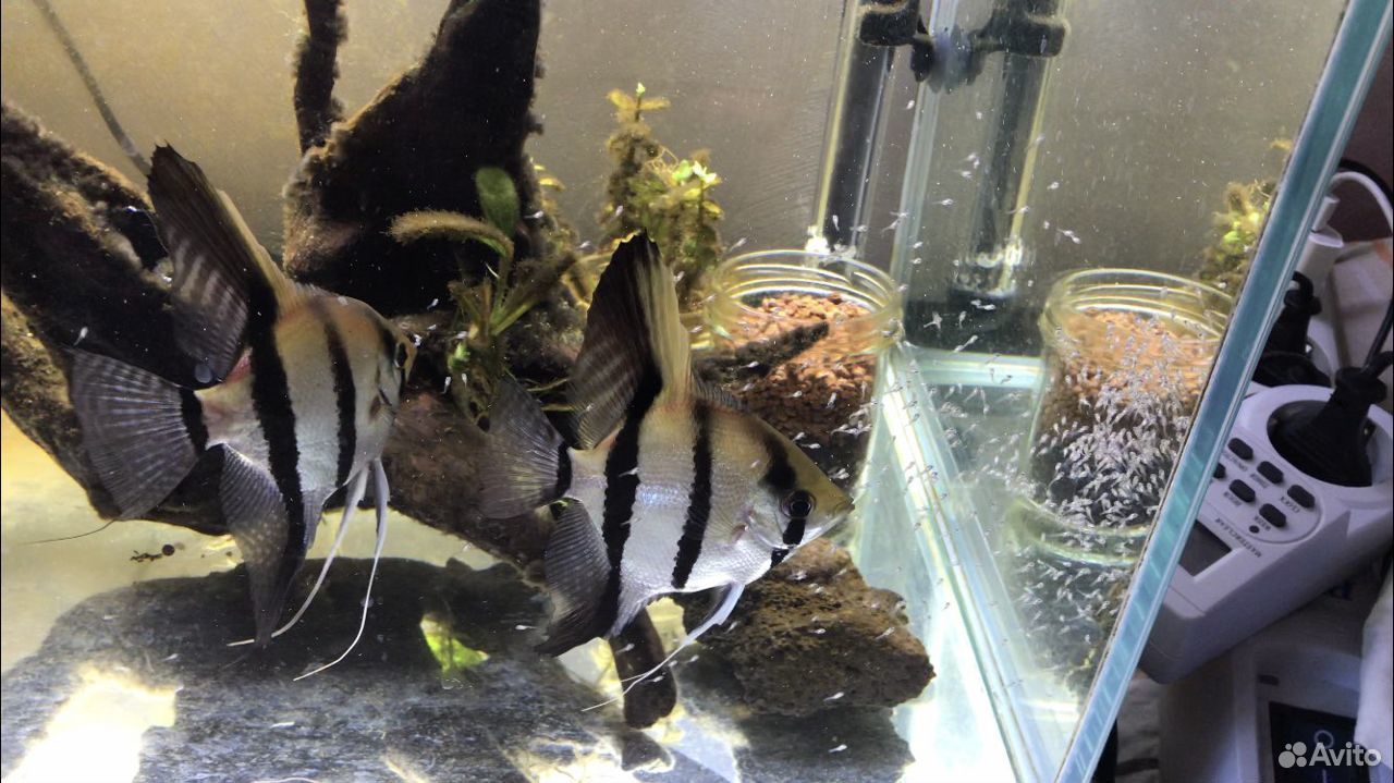 Скалярами (сформировавшаяся пара)