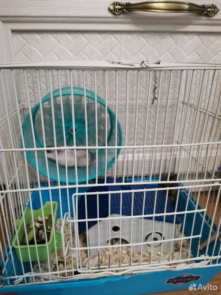 Хомячки, джунгарики, 2 девочки