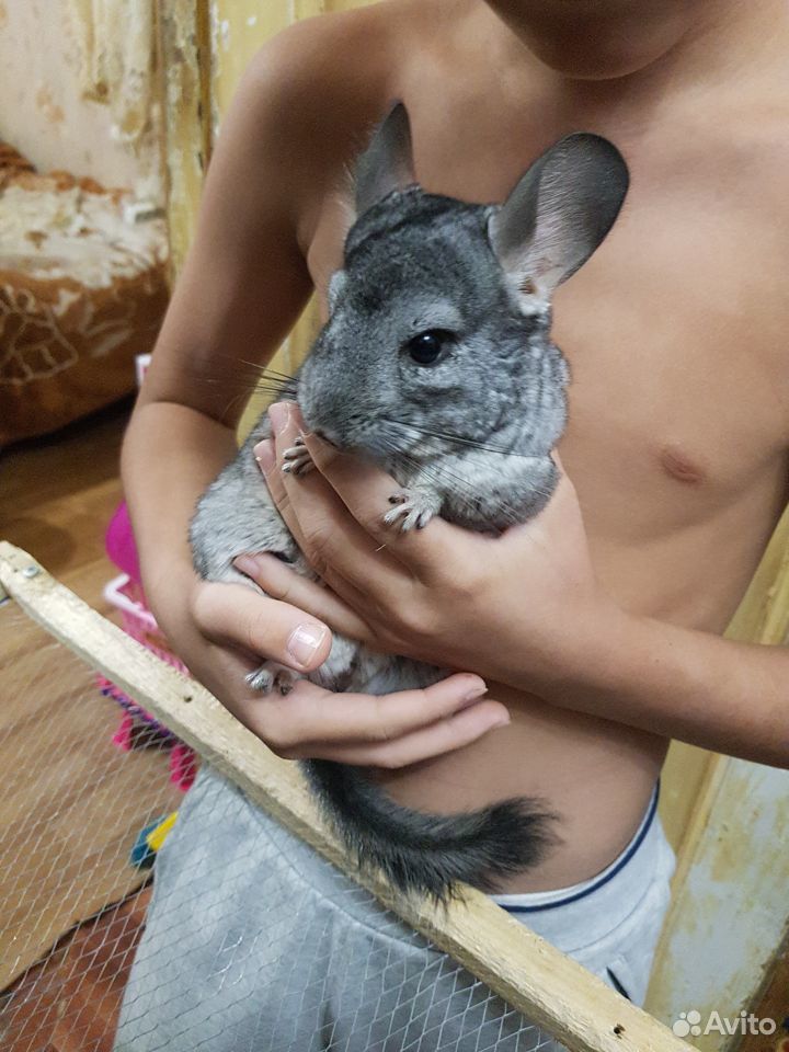 Шиншилла
