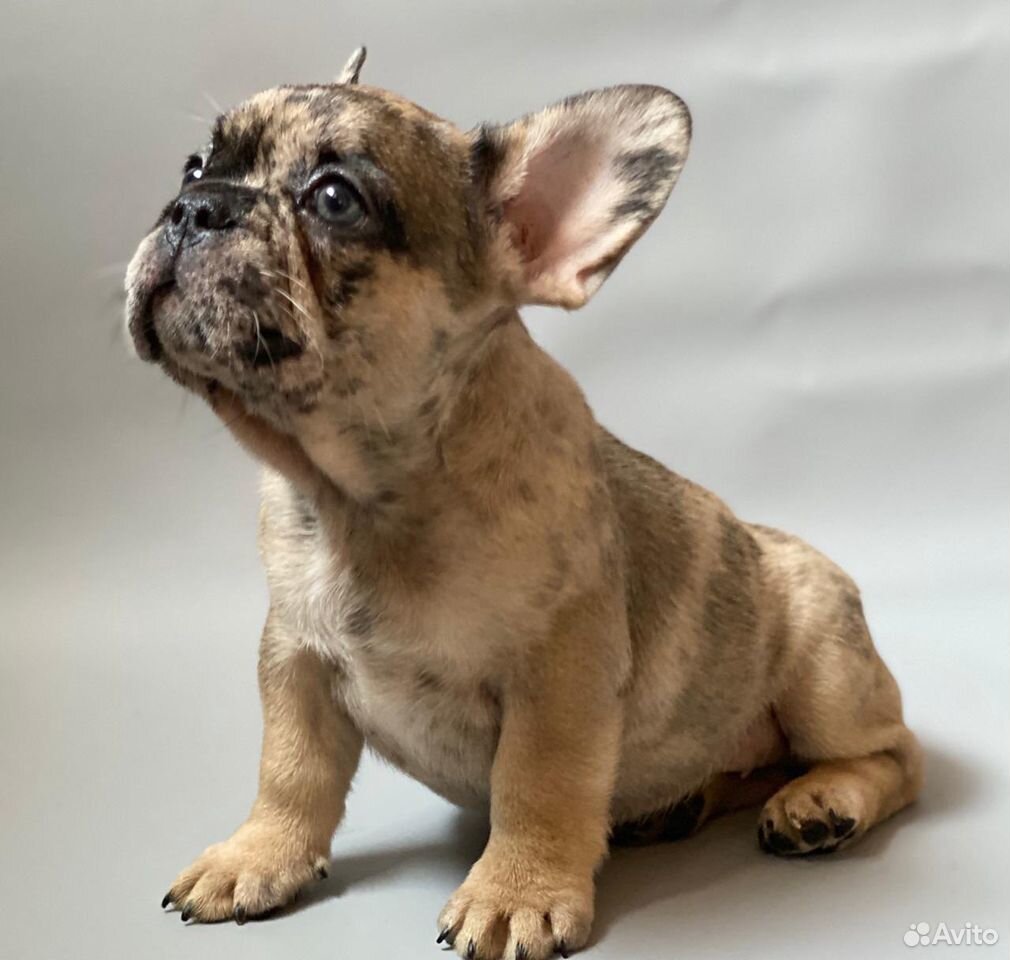 Булочка красотка.Мерле