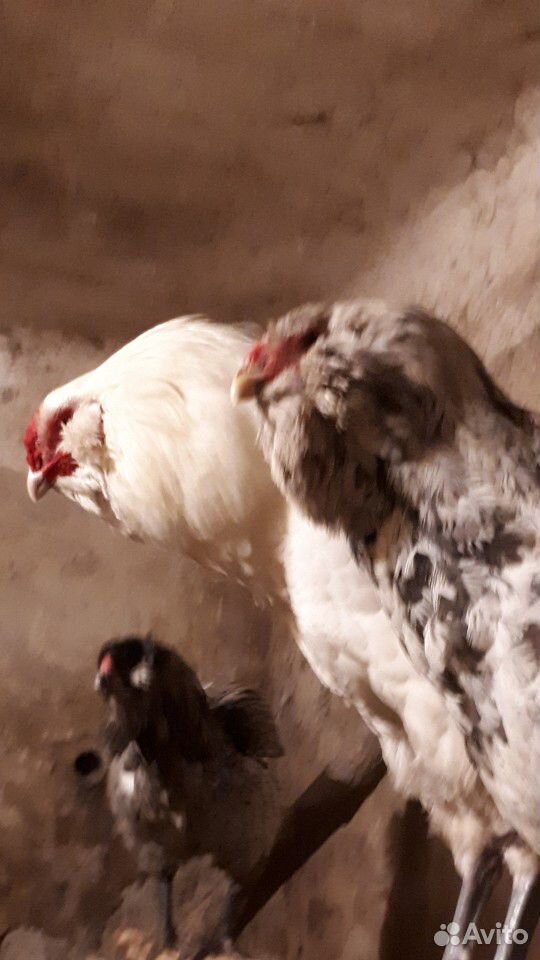 Гергебельские куры ин.яйцо