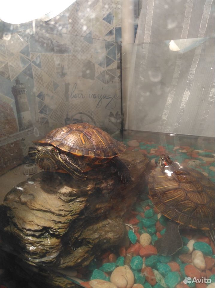 Красноухие черепашки