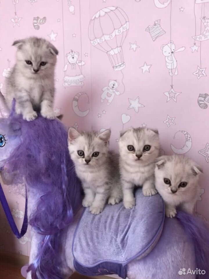 Шотландская вислоухая
