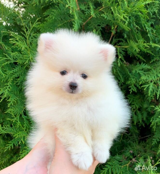 Девочка шпиц айс крем