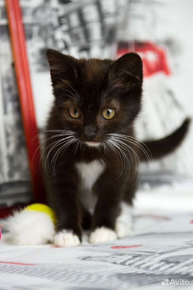 Котенок девочка 3.5 мес