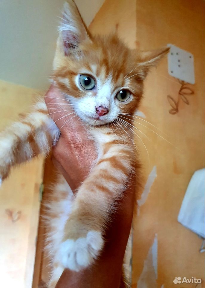 Котенок рыжий, белый, серый, полосатый