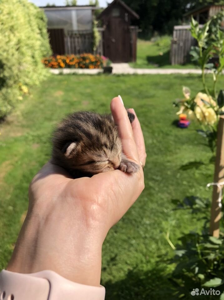 Котята Курильского бобтейла