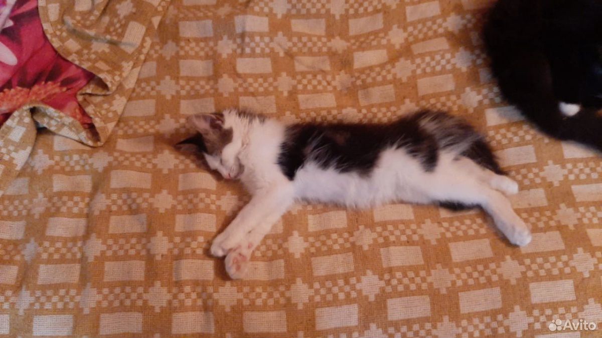 Котик