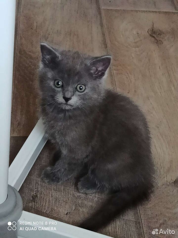 Шотланский котик