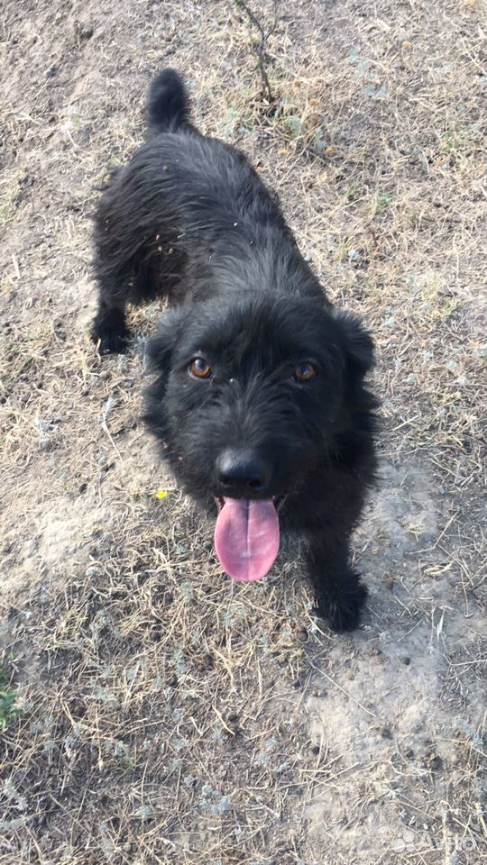 Собака постушка