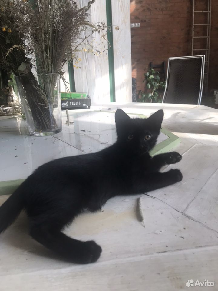 Котёнок чёрный