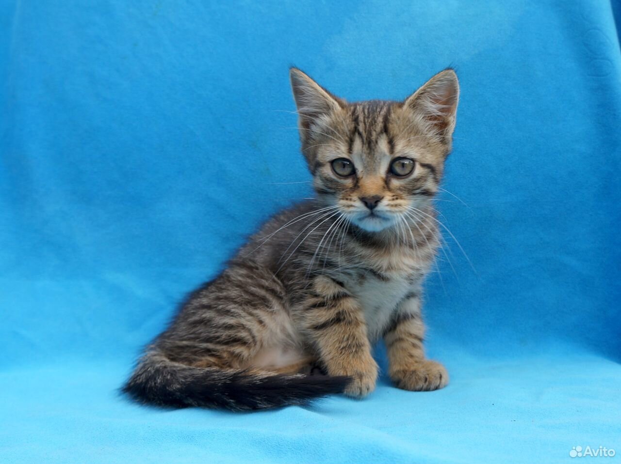 Кошечка Ромашка