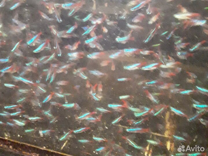 Рыба голубой неон