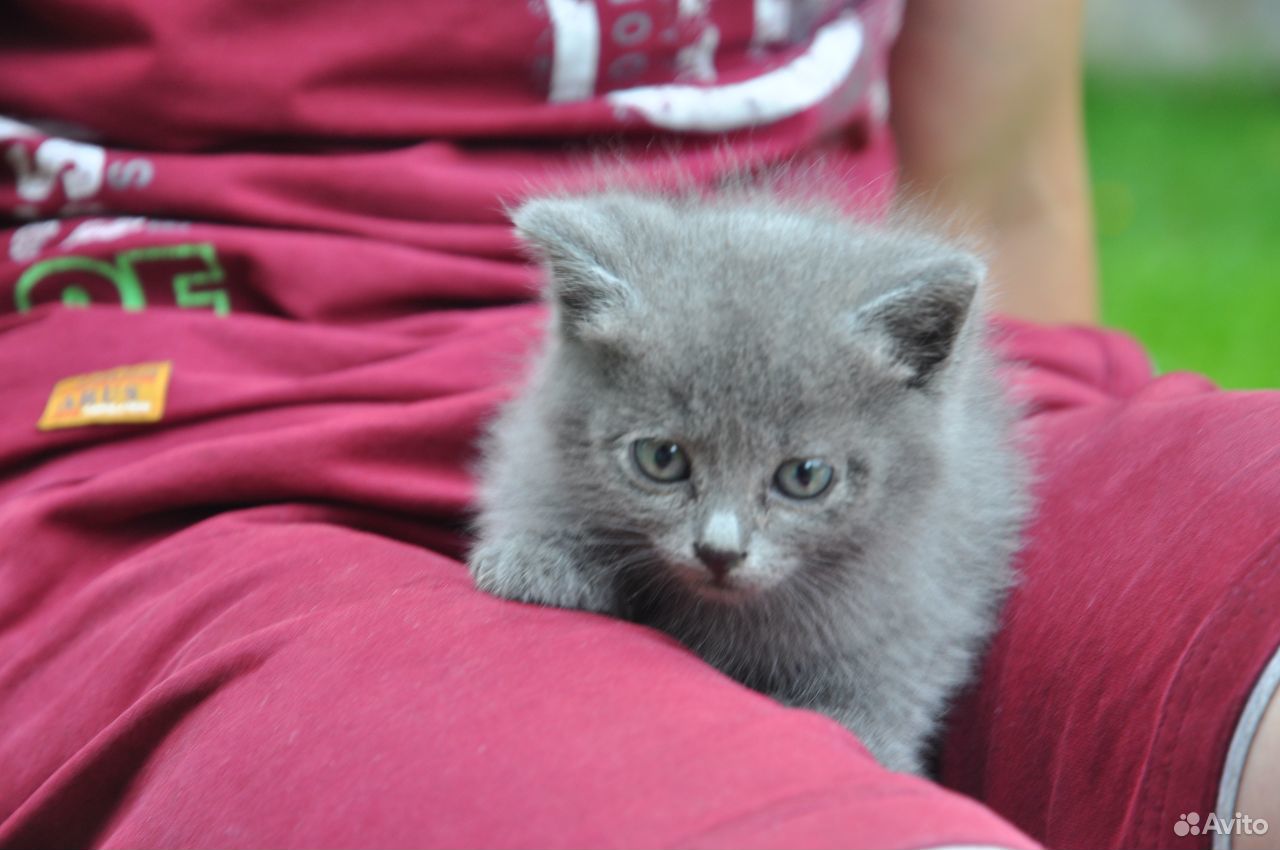 Котята бесплатно