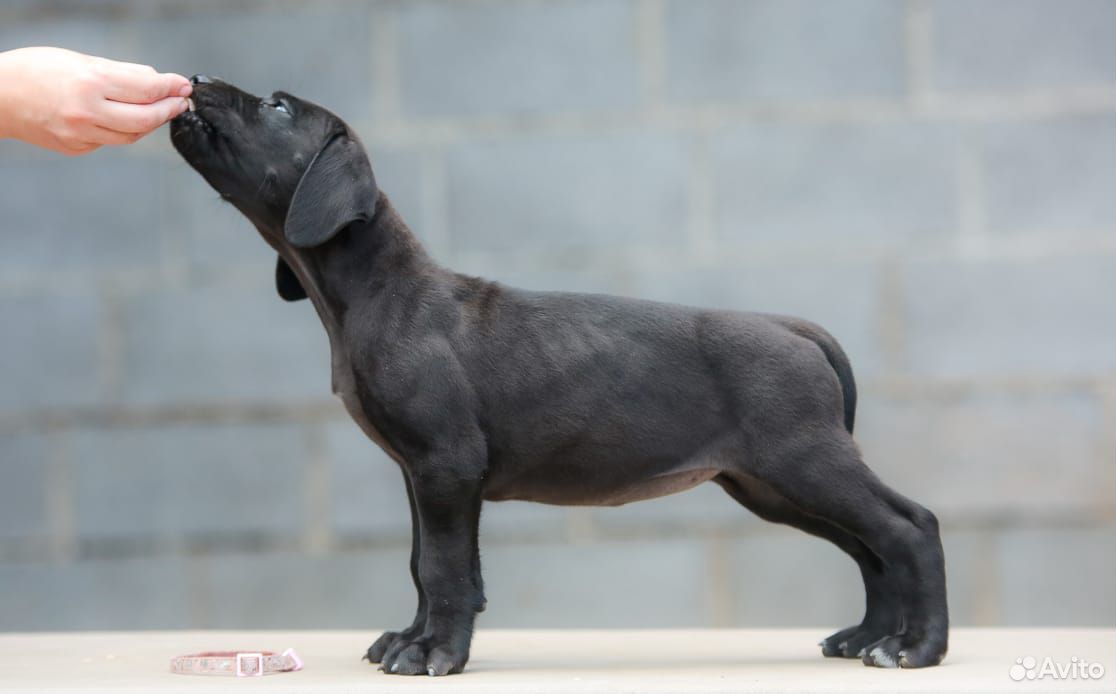 Девочка немецкий дог чёрного окраса