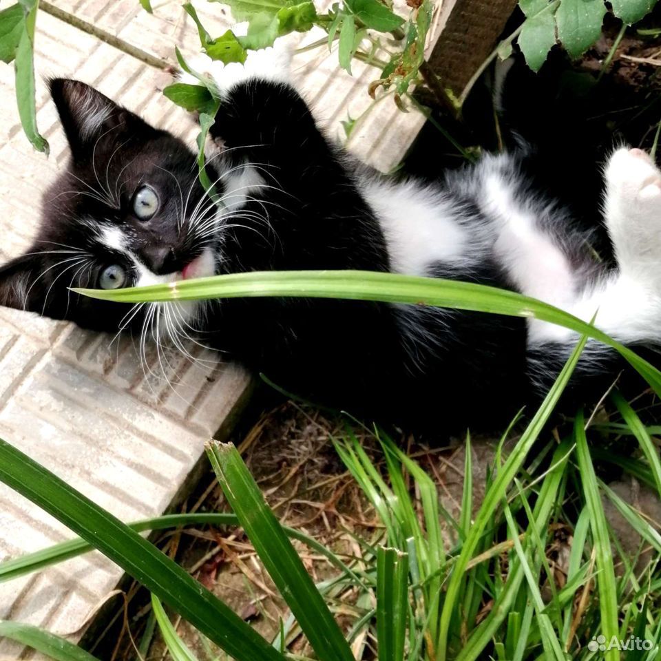 Котенок