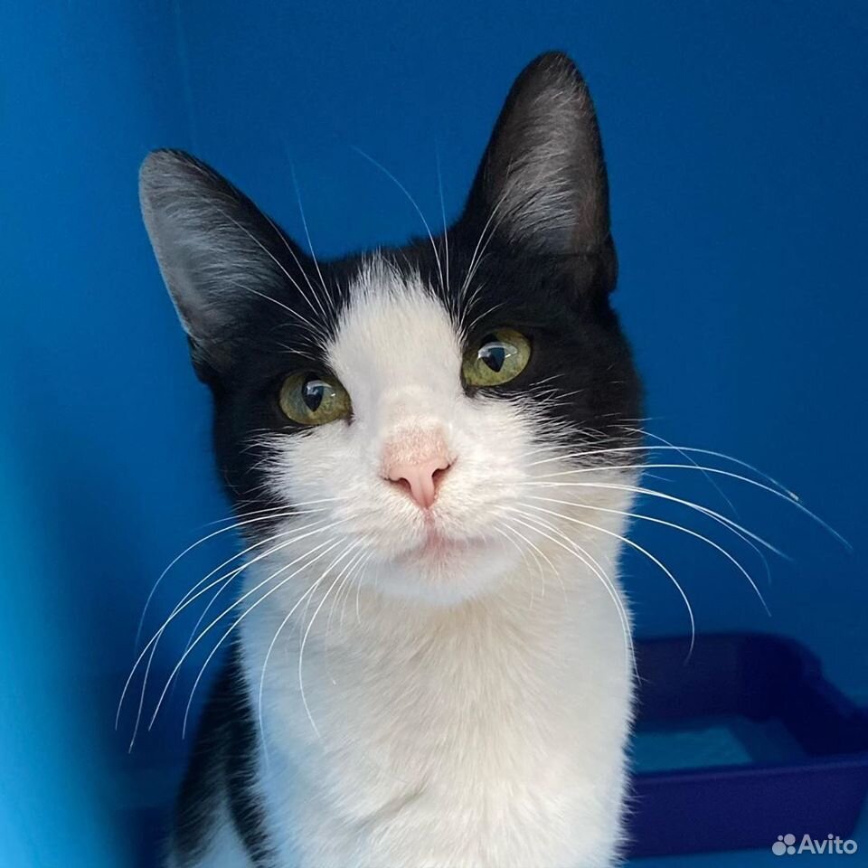 Доверчивый нежный котенок Зая в дар