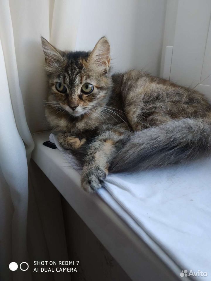 Котенок в добрые руки