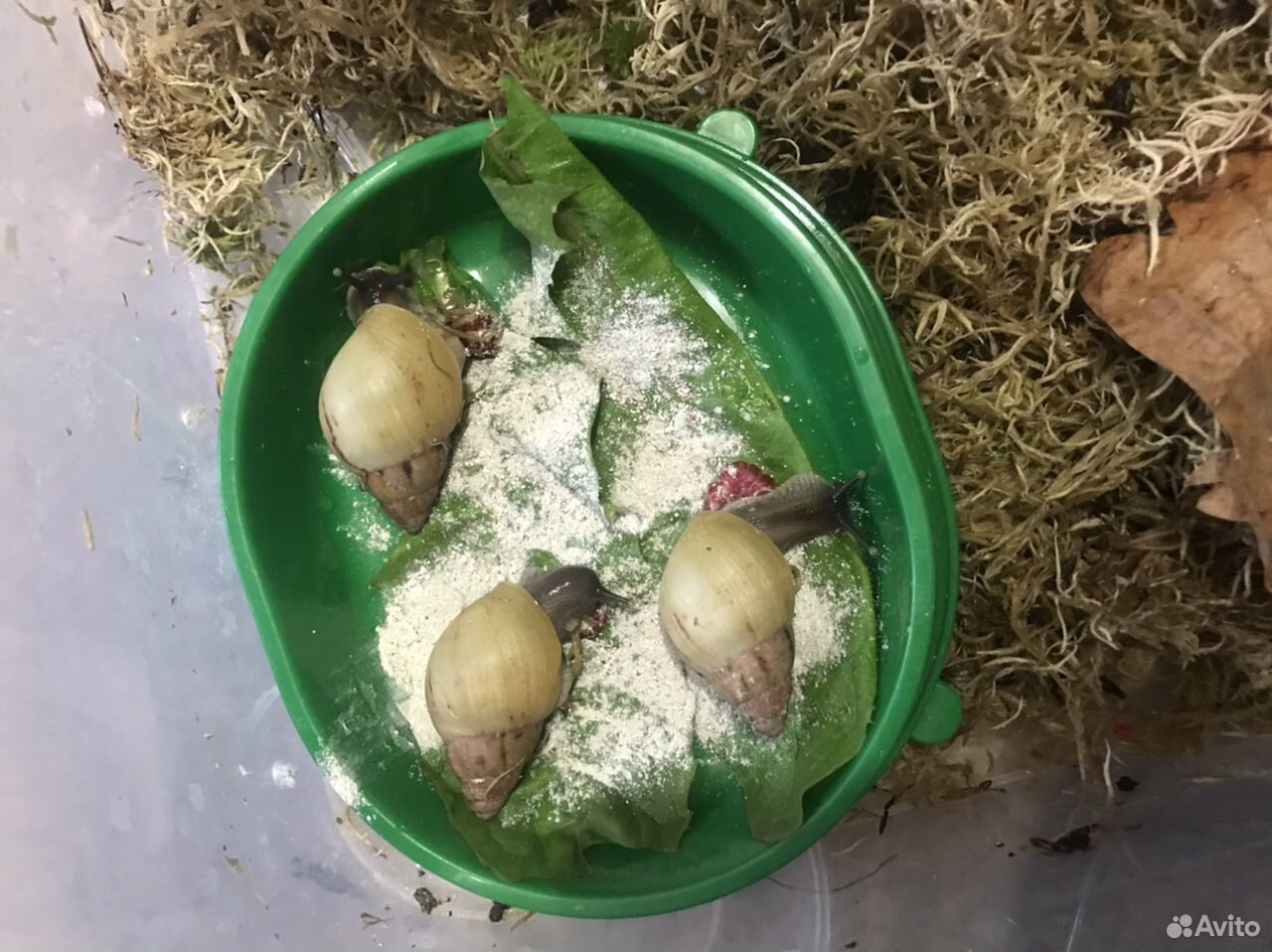 Улитки ахатины