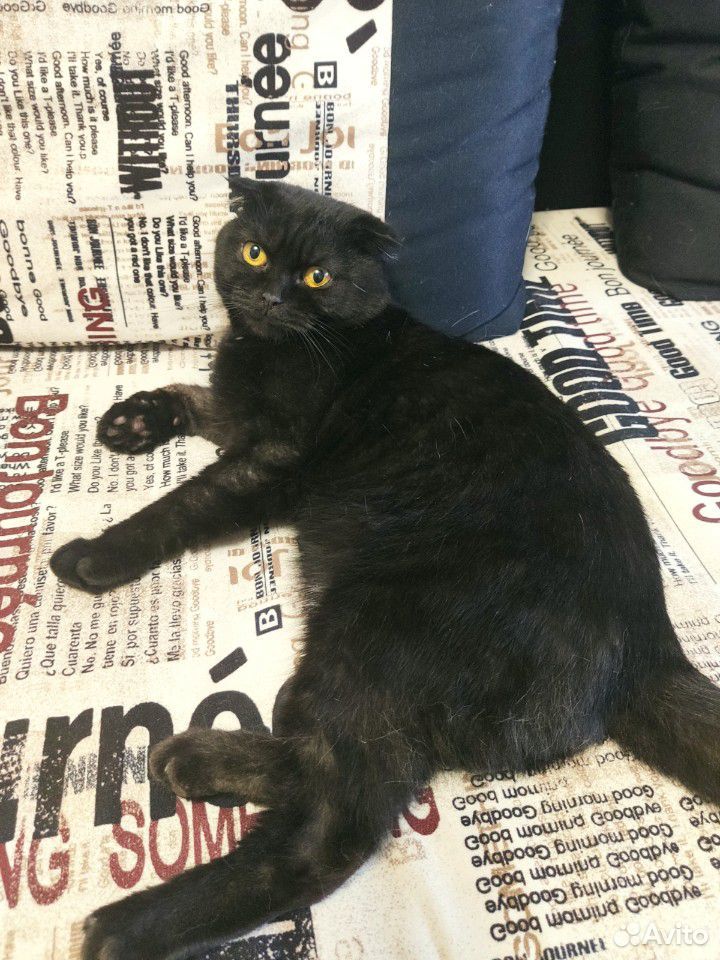 Шотландский кот